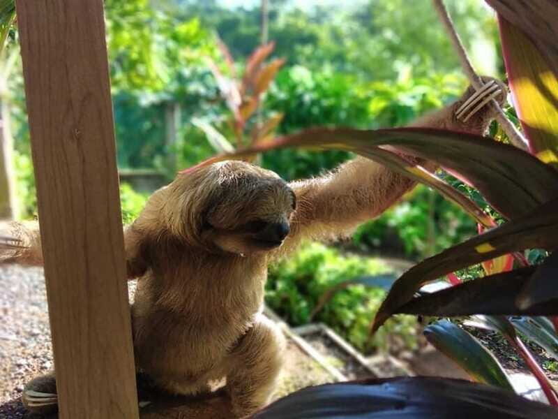 Roatán: Private Monkey and Sloth Sanctuary Tour - Practical Details and Tips