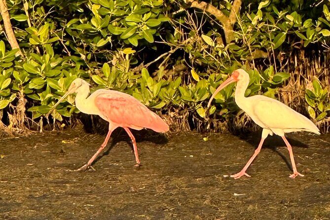 Robinson Preserve Mangrove Tour - Final Thoughts: Is It Worth It?