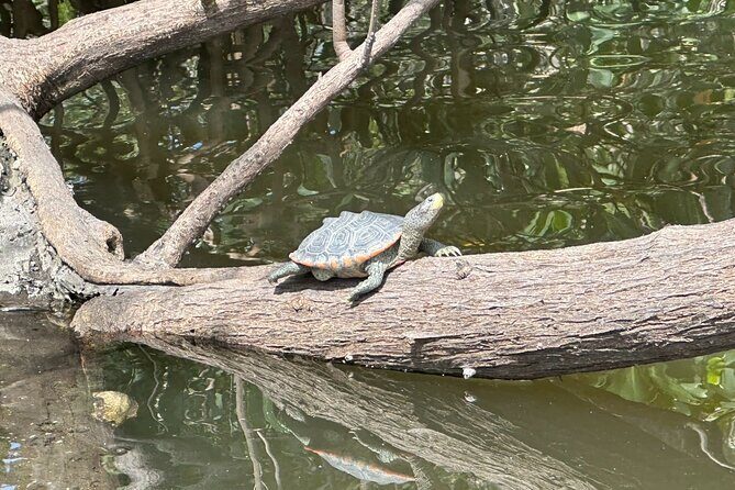 Robinson Preserve Mangrove Tour - FAQ