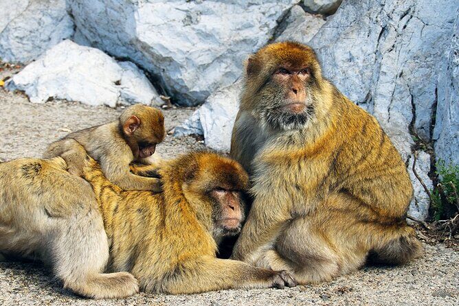 Rock Tour in Gibraltar by Bus with Tickets - Who Will Love This Tour?