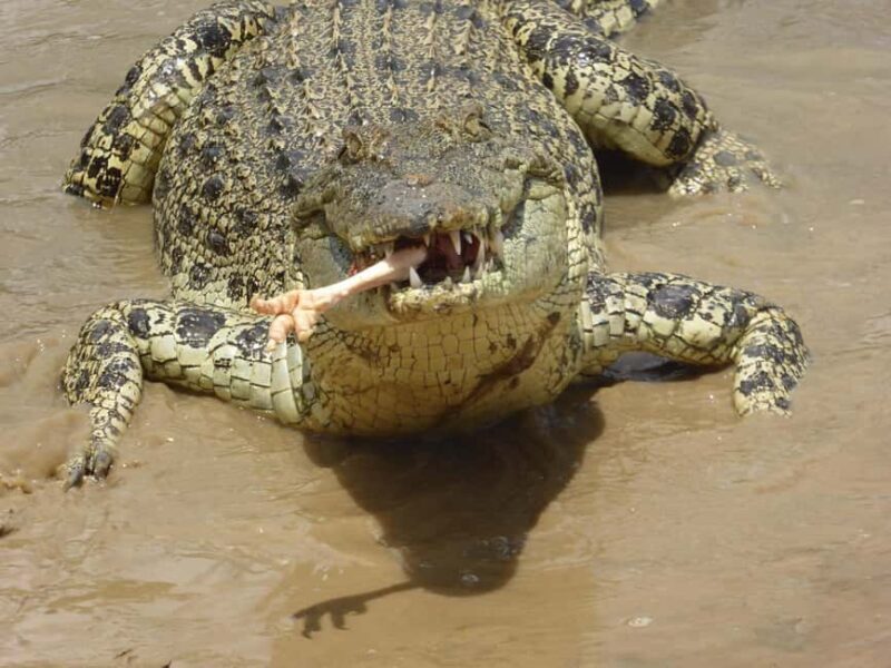 Rockhampton: Koorana Crocodile Farm Guided Tour - An In-Depth Look at the Koorana Crocodile Farm Guided Tour