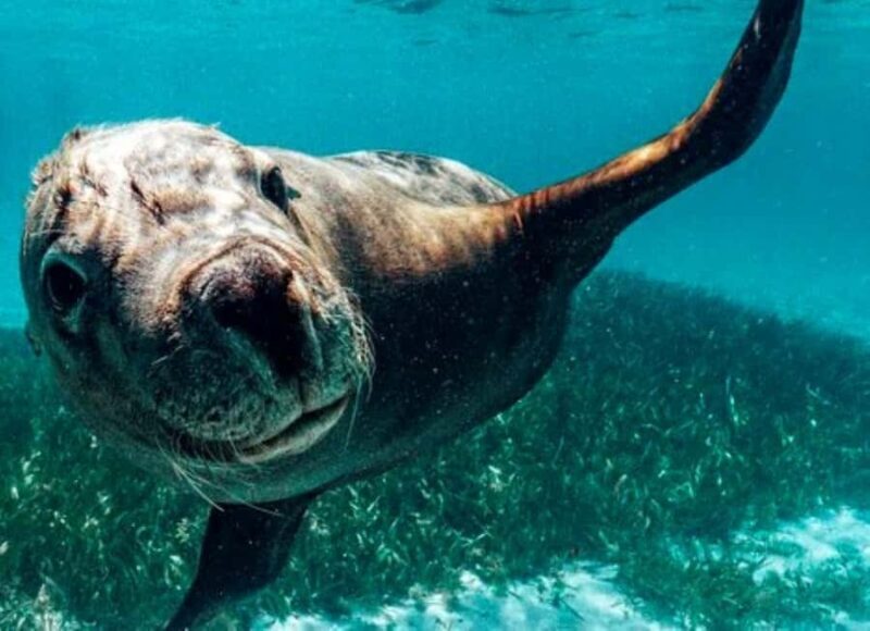 Rockingham: 3 Island Wildlife Snorkeling Cruise with Lunch - FAQ