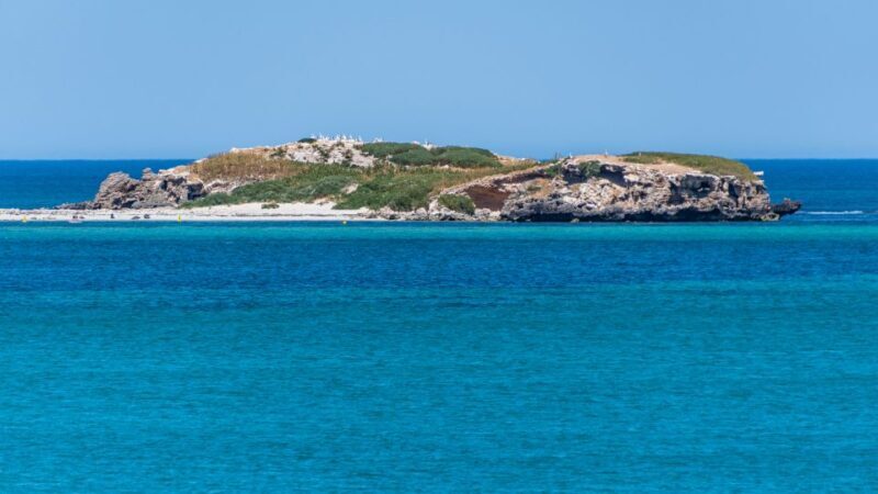 Rockingham: 3 Island Wildlife Snorkeling Cruise with Lunch - Value and Practical Considerations