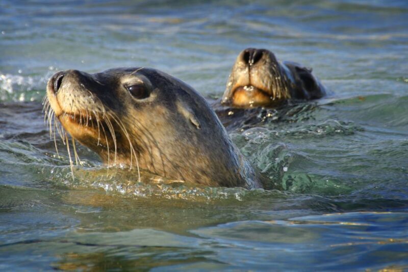 Rockingham: 3 Island Wildlife Snorkeling Cruise with Lunch - The Sum Up: Is It Worth It?