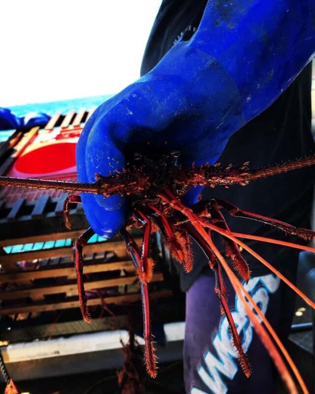 Rockingham: Lobster Catch and Keep Tour with Refreshments - An In-Depth Look at the Rockingham Lobster Catch and Keep Tour