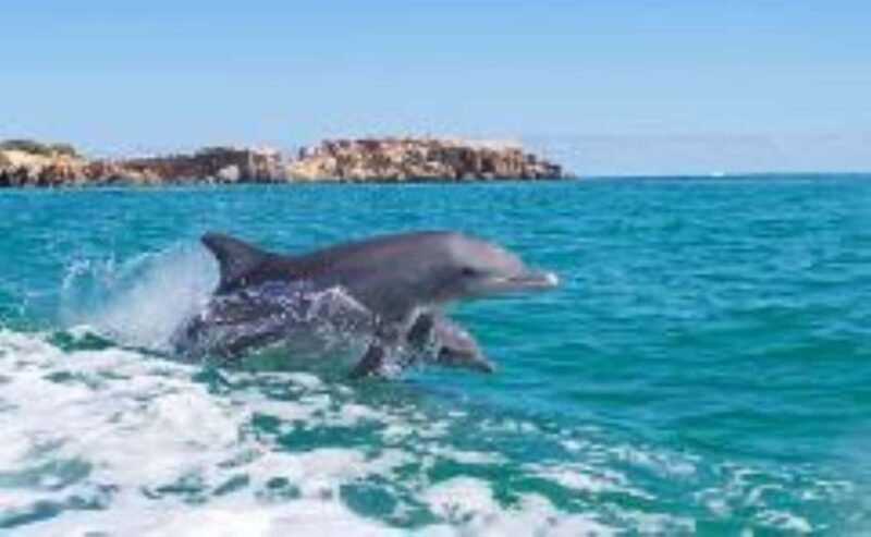 Rockingham: Shoalwater Islands Tour and Penguin Island - Key Points