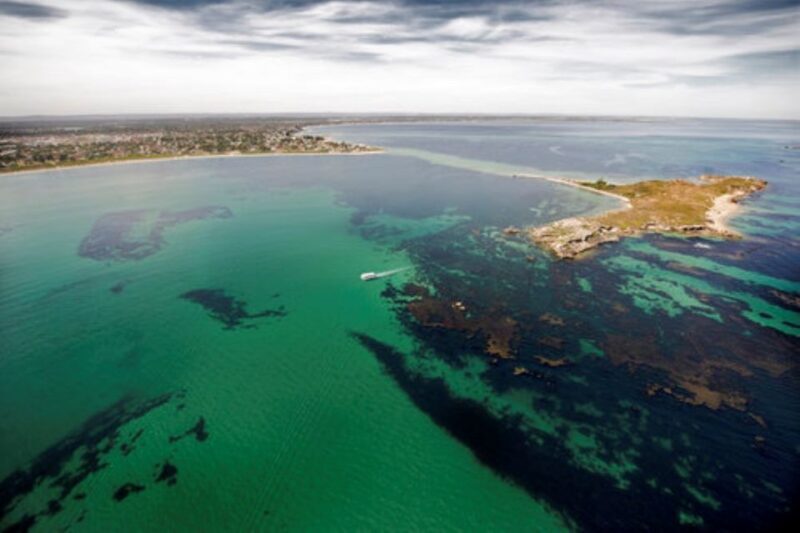 Rockingham: Shoalwater Islands Tour and Penguin Island - What to Expect from This Wildlife Adventure