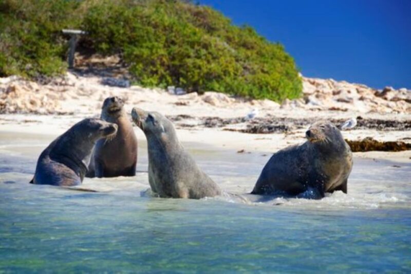 Rockingham: Shoalwater Islands Tour and Penguin Island - Authentic Encounters in a Beautiful Setting