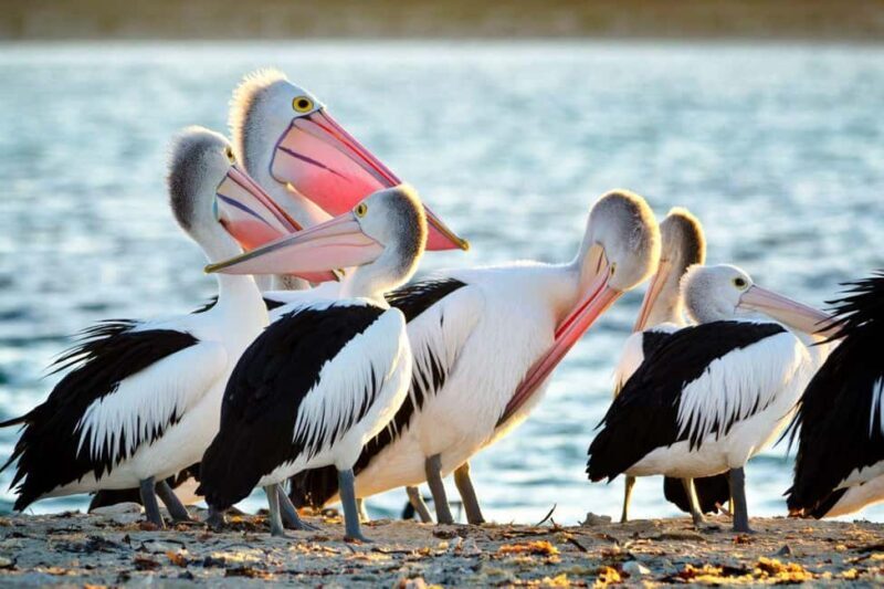 Rockingham: Shoalwater Islands Tour and Penguin Island - What You Should Know Before Booking