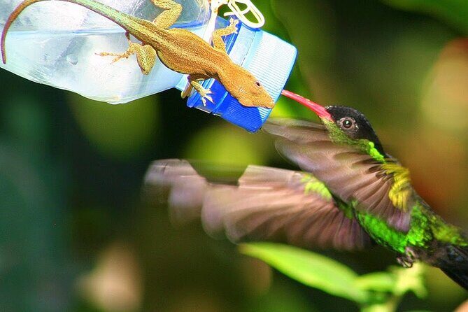 Rockland Bird Sanctuary plus Montego Bay Highlights & Shopping Private Tour - Who This Tour Is Perfect For