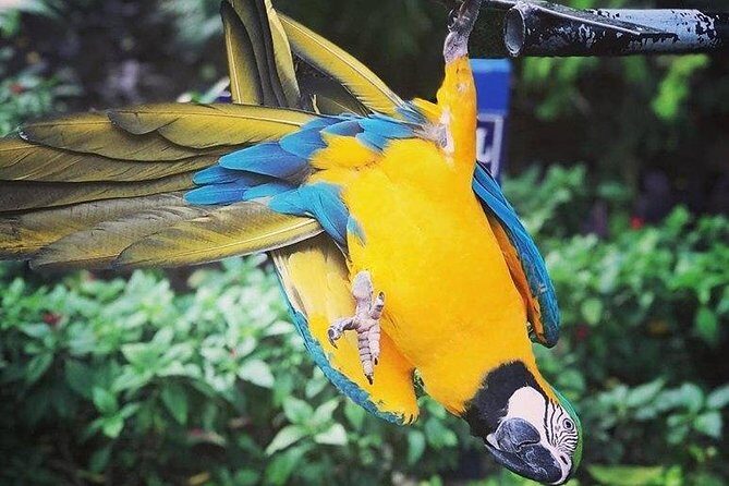 Rockland Bird Sanctuary Tour [Transportation] Hotel Pick-Up - Key Points