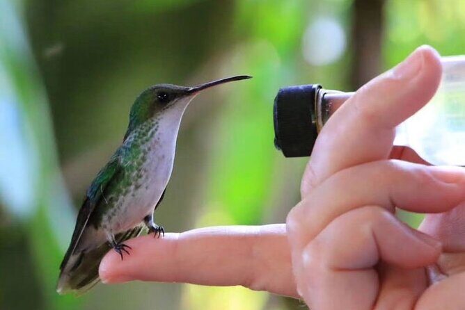 Rocklands Bird Sanctuary and Montego Bay Highlights - Introduction