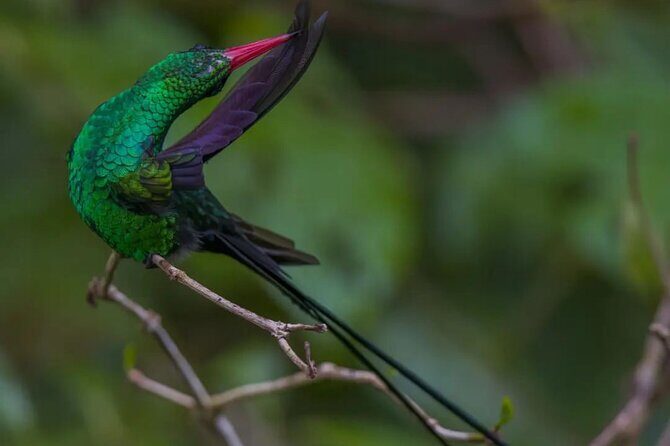 Rocklands Bird Sanctuary and Montego Bay Highlights - Key Points