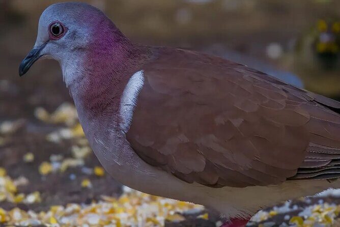 Rocklands Bird Sanctuary and Montego Bay Highlights - Authentic Traveler Feedback