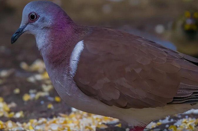 Rocklands Bird Sanctuary and Montego Bay Highlights - Frequently Asked Questions