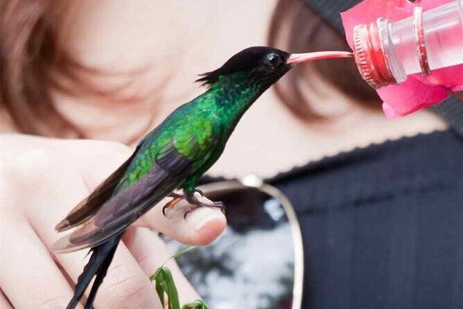 Rocklands Bird Sanctuary & City Highlights plus Shopping from Grand Palladium - FAQ – Your Practical Questions Answered