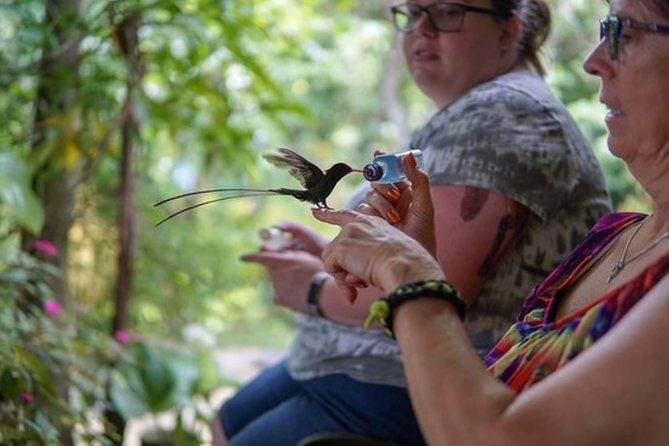 Rocklands Bird Sanctuary & City Highlights plus Shopping from Montego Bay - An In-Depth Look at the Tour Experience