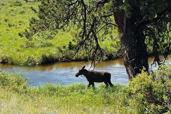 Rocky Mountain National Park and Estes Park Tour from Denver Winter and Spring - Entering Rocky Mountain National Park: Wildlife, Trails, and Overlooks