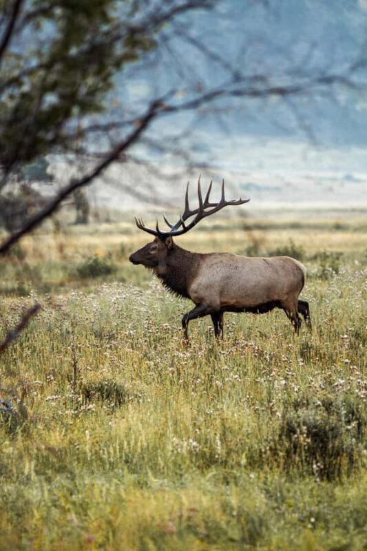 Rocky Mountain National Park: Elk Rut Photography Tour - Key Points
