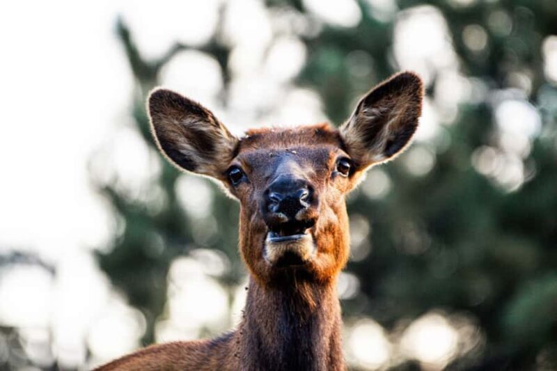 Rocky Mountain National Park: Elk Rut Photography Tour - An In-Depth Look at the Rocky Mountain Elk Rut Photography Tour
