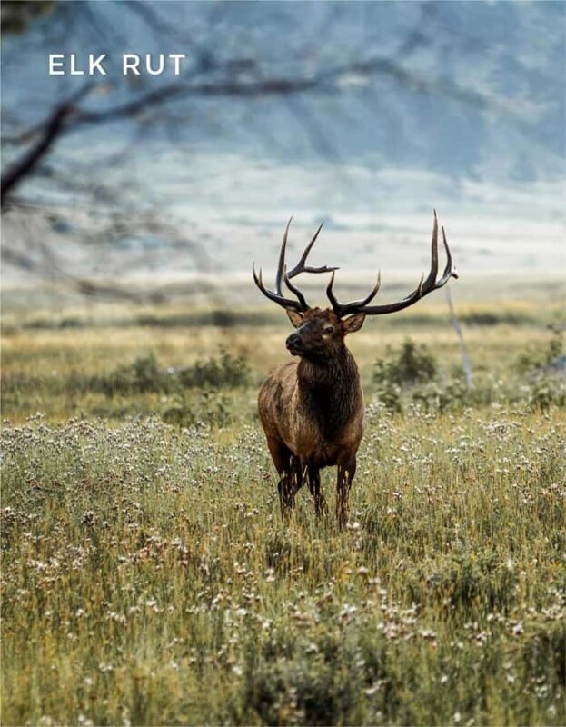 Rocky Mountain National Park: Elk Rut Photography Tour - FAQ