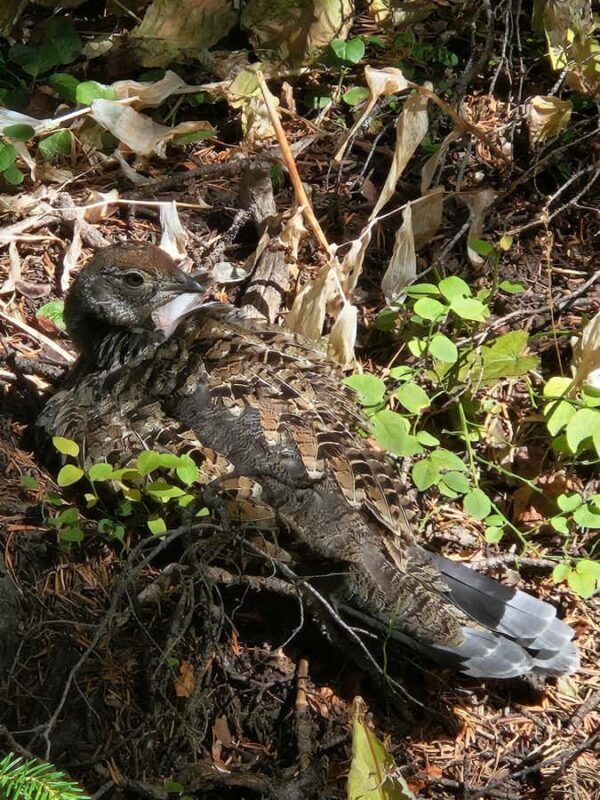 Rocky Mountain National Park: Full Day Hike with Lunch - Frequently Asked Questions