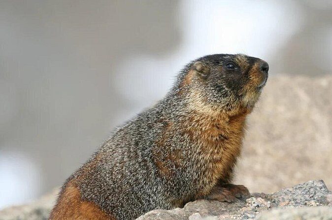 Rocky Mountain National Park Grand Lake Tour - References