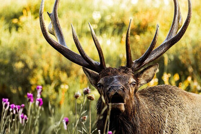 Rocky Mountain National Park- Guided Hiking Tour - What to Expect from the Rocky Mountain National Park Guided Hike