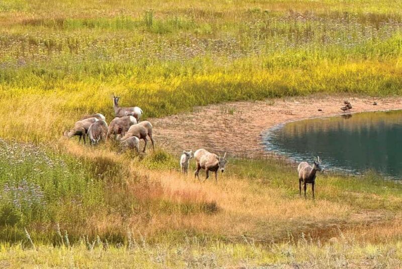 Rocky Mountain National Park Hike - The Sum Up: Is This Tour Worth It?