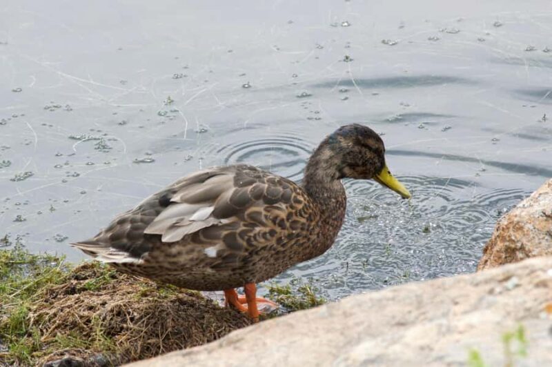 Rocky Mountain National Park: "Hiking Light" Nature Walk - An In-Depth Look at the Rocky Mountain National Park "Hiking Light" Experience