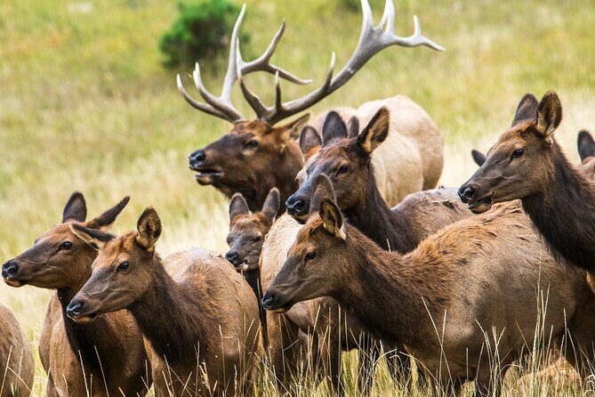 Rocky Mountain National Park - Private Hiking Tour - The Sum Up