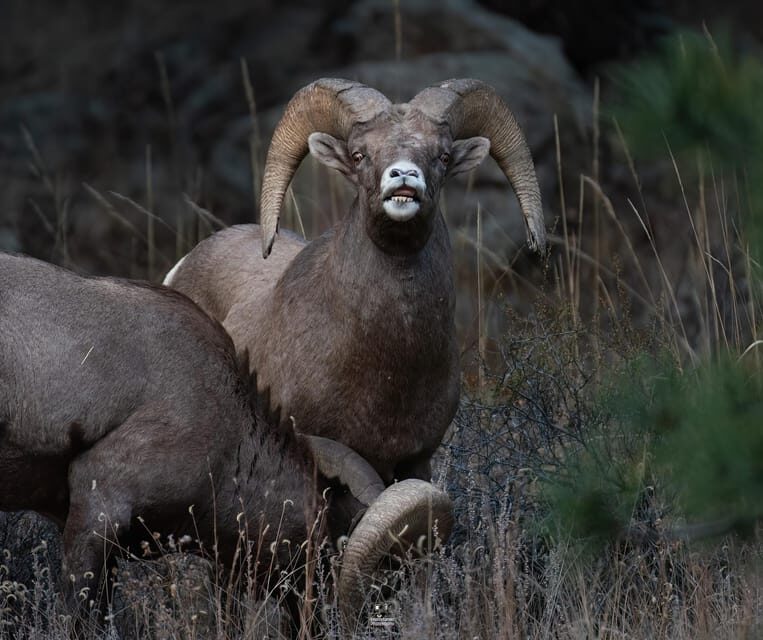 Rocky Mountain National Park: Private Wildlife Driving Tour - FAQ