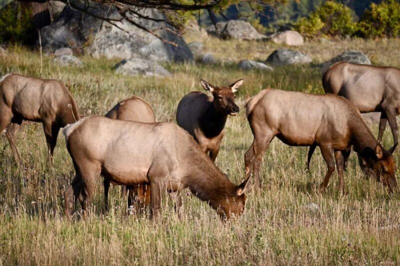 Rocky Mountain National Park: The Bear Lake Corridor - The Experience from Past Travelers