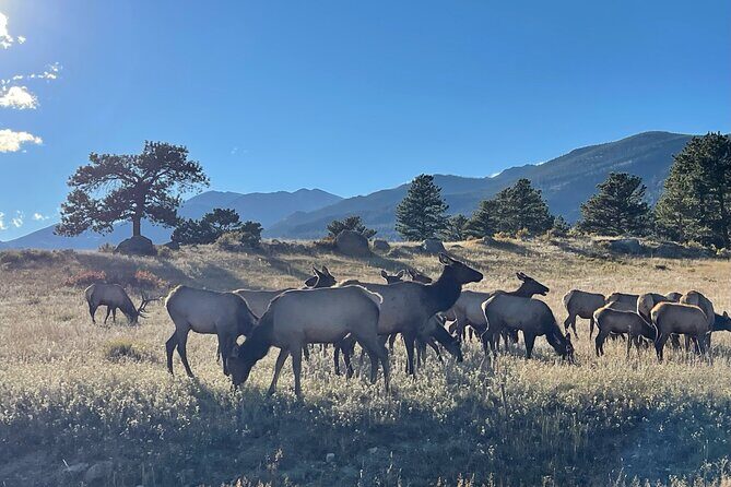 Rocky Mountain Reflections: The Bear Lake Corridor - Wildlife and Evening Activities