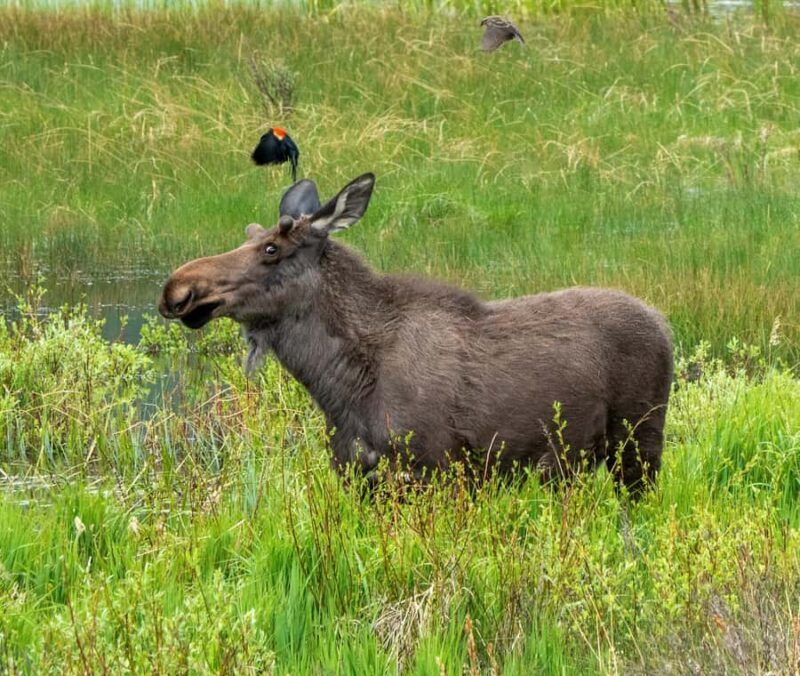 Rocky Mountains: Peak to Peak & Estes Park Small Group Tour - Key Points