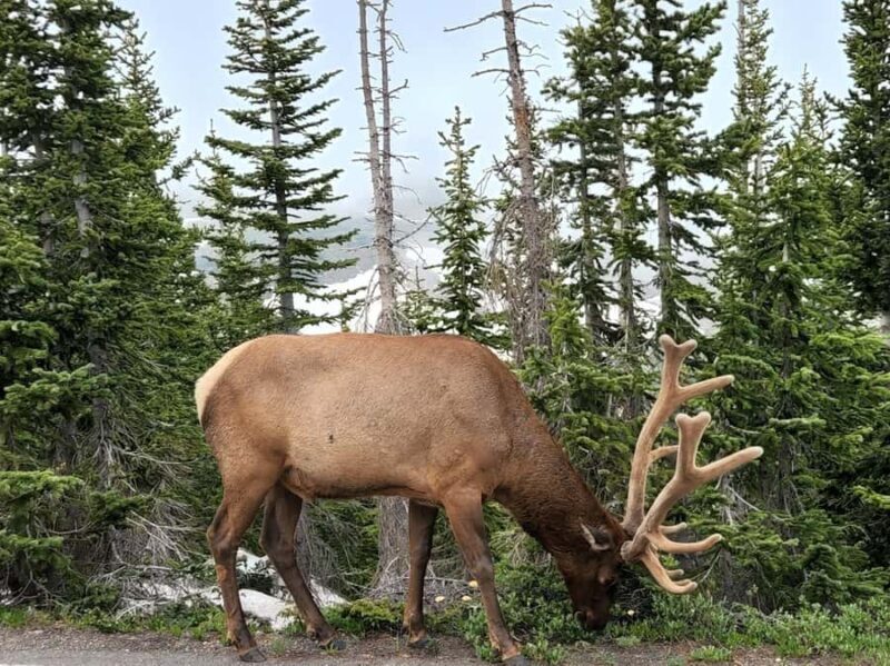 Rocky Mountains: Peak to Peak & Estes Park Small Group Tour - Who Should Consider This Tour?