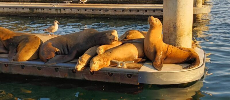 Romantic Boat Cruise with Wine & Cheese or Surprise Dinner - Key Points