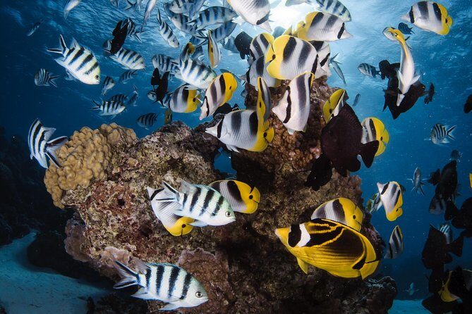 Romantic Dive for beginners in Bora Bora (2 people) with Video - Key Points