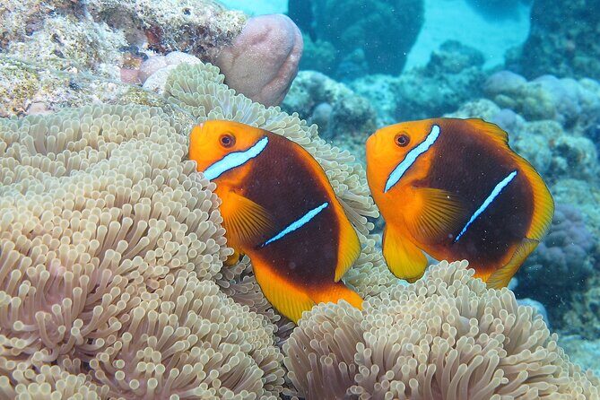 Romantic Dive for beginners in Bora Bora (2 people) with Video - The Sum Up