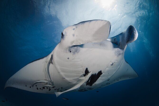 Romantic dive in the lagoon of Bora Bora - Who Should Consider This Tour?