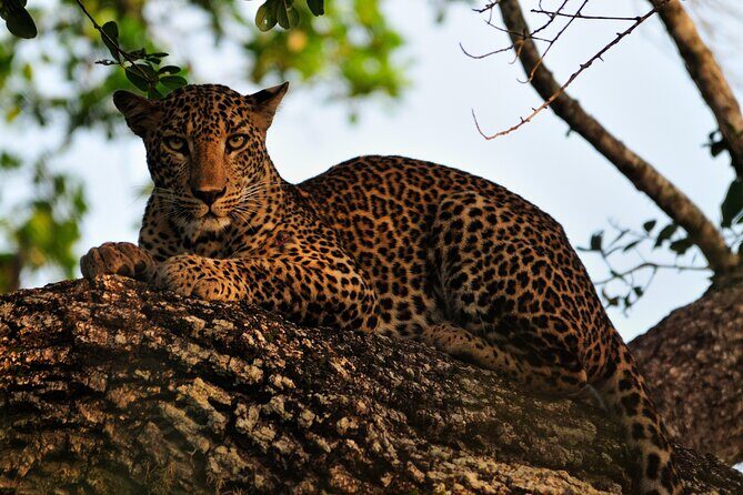 Romantic Glamping Safari Bordering Yala National Park 2- days - The Wilderness Accommodation at Big Game Camp