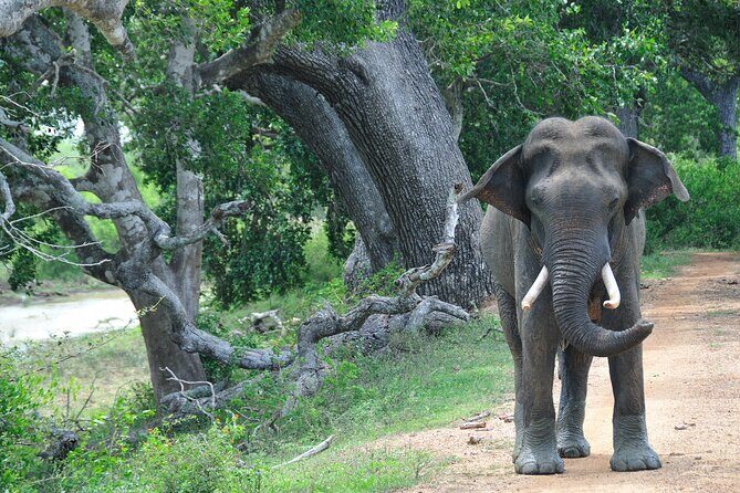 Romantic Glamping Safari Bordering Yala National Park 2- days - Day 2: Sunrise and Cultural Insights