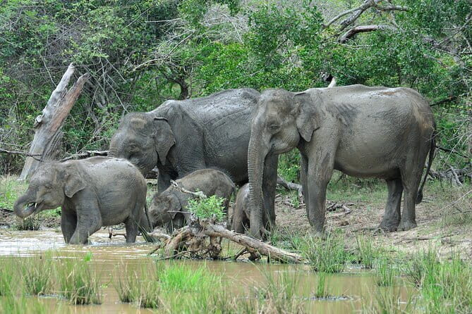 Romantic Glamping Safari Bordering Yala National Park - The Charm of Staying Near Yala National Park