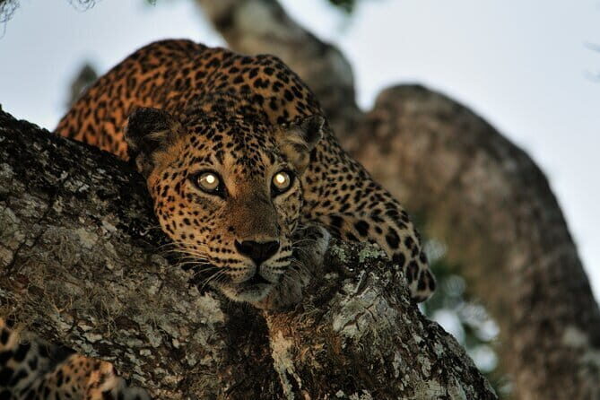 Romantic Glamping Safari Bordering Yala National Park - The Culinary Experience