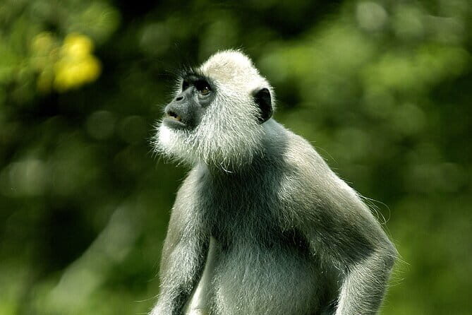 Romantic Glamping Safari Bordering Yala National Park - Who Should Consider This Tour?