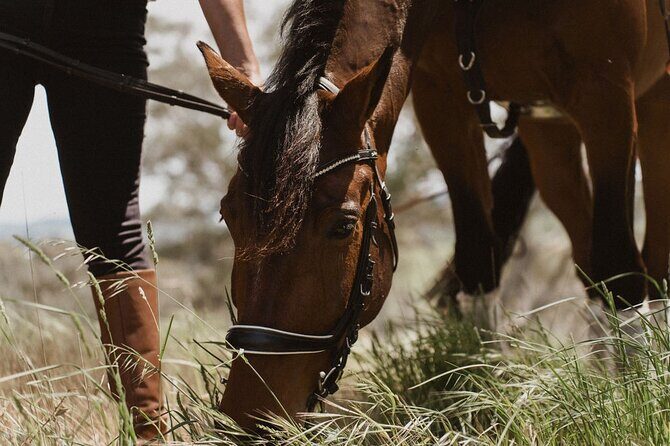 Romantic Horse Trail Ride with Wine and Food in Adelaide Hills - FAQ: Common Questions Answered