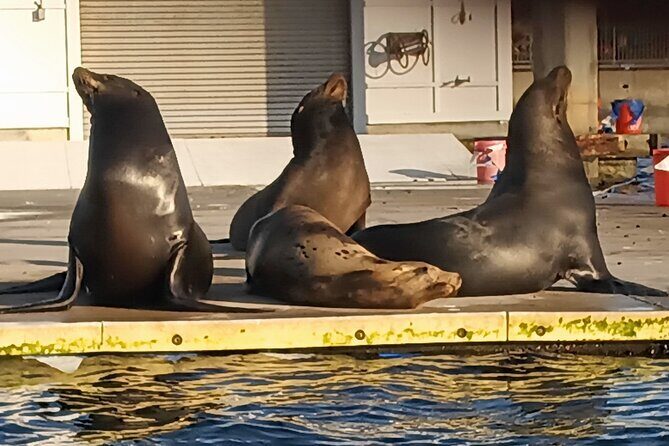 Romantic Luxury Boat Cruise with Wine Cheese Sea LionTours - Practical Tips for Travelers