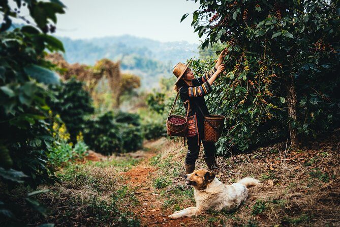 Romantic Walking Tour in Chiang Rai: Scenic Escapes - Introduction