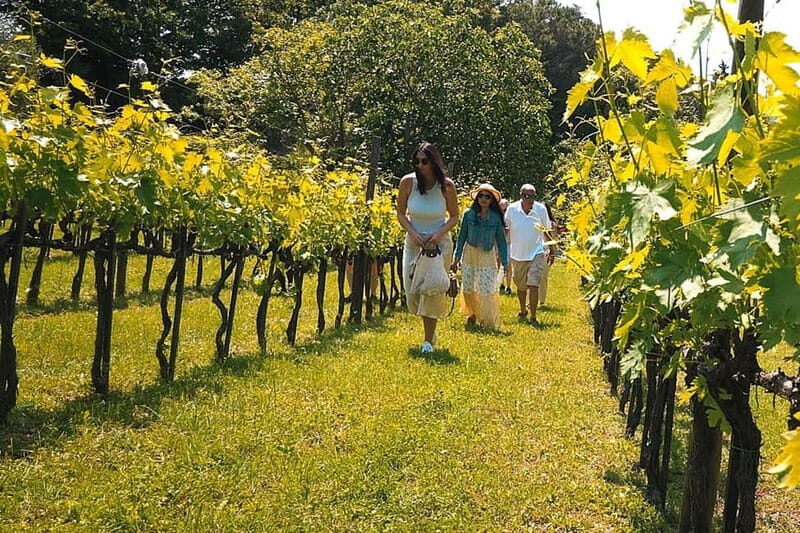 Rome Countryside: Wine Tasting Tour with Private Driver - Final Thoughts: Who Will Love This Tour?