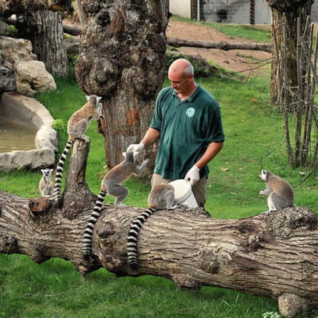 Rome: Entrance ticket to the Zoo+Tour by Golf Cart in Villa Borghese - Key Points